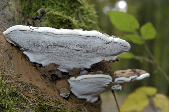 Band Name Wood Conk Woodconk.com – DomainNoob